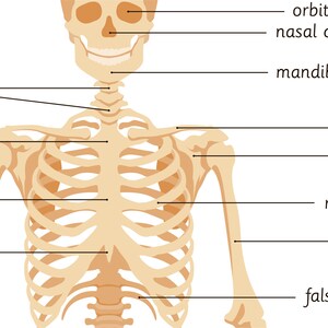 SKELETAL SYSTEM • Montessori Poster • Montessori Educational ...