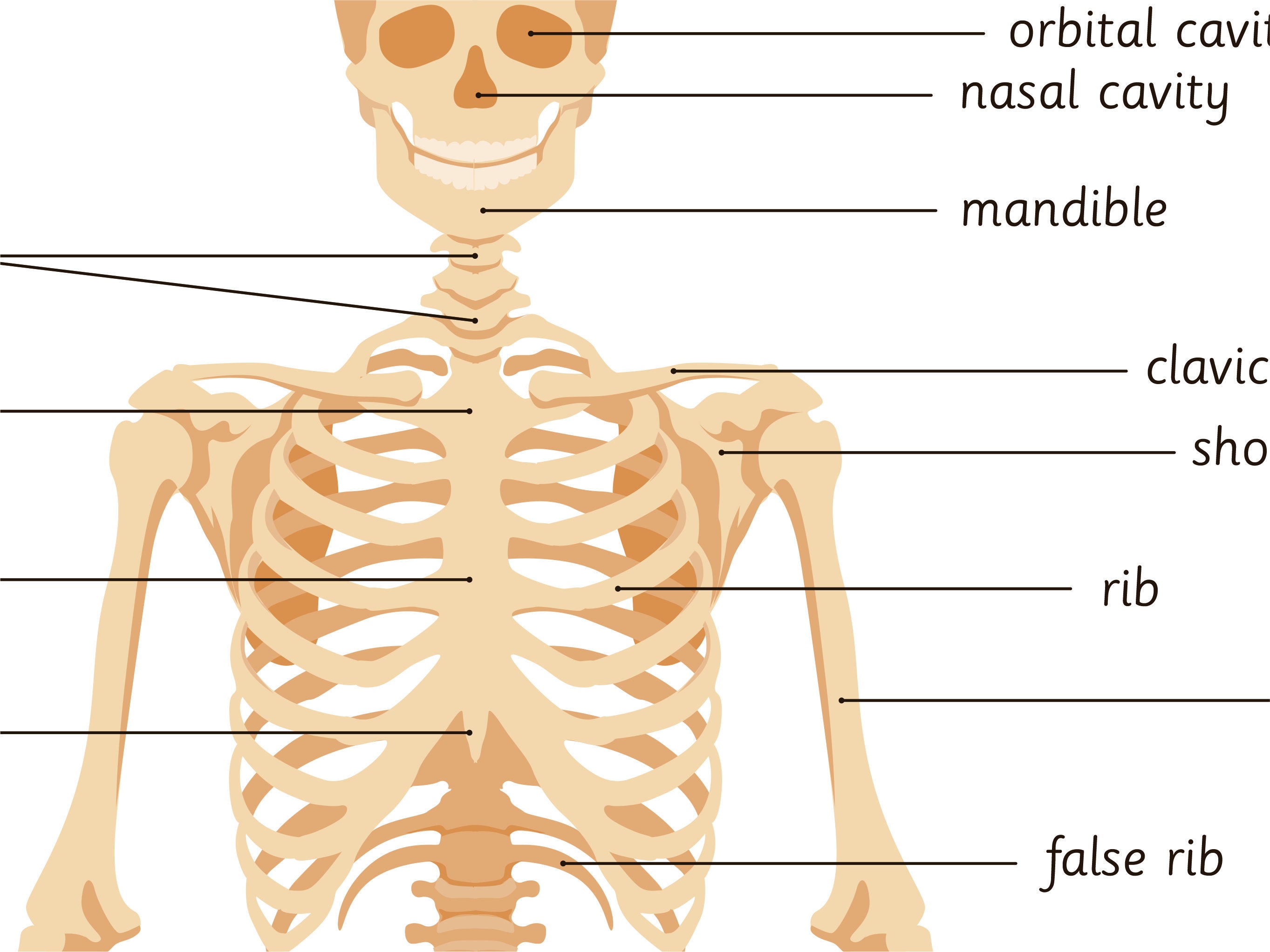 SKELETAL SYSTEM Montessori Poster Montessori Educational | Etsy
