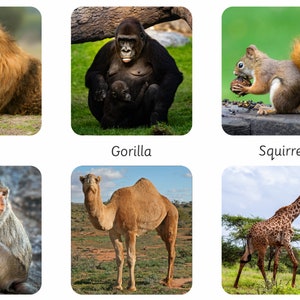 MAMMALS POSTER • Montessori Poster • Montessori Educational ...