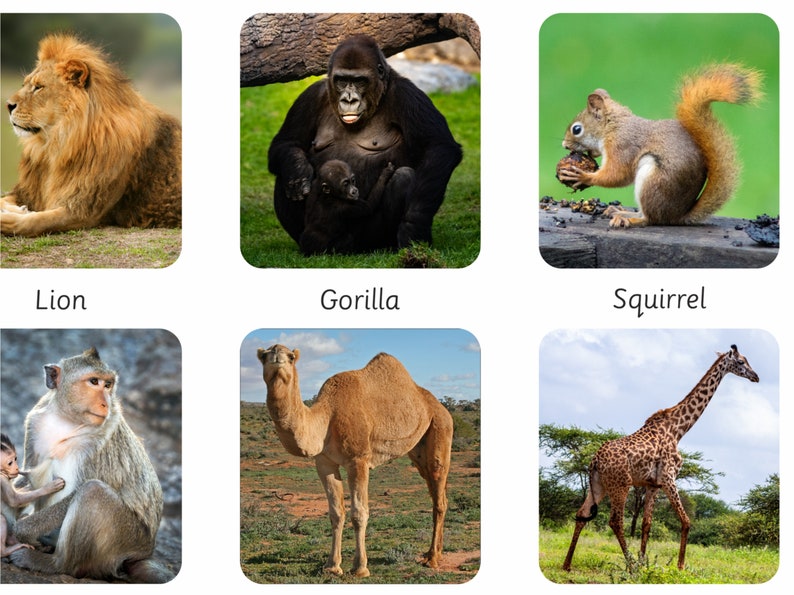 MAMMALS POSTER Montessori Poster Montessori Educational - Etsy