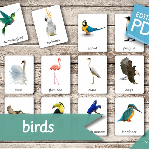 CLOTHES real Pictures 40 Editable Montessori Cards Flash - Etsy