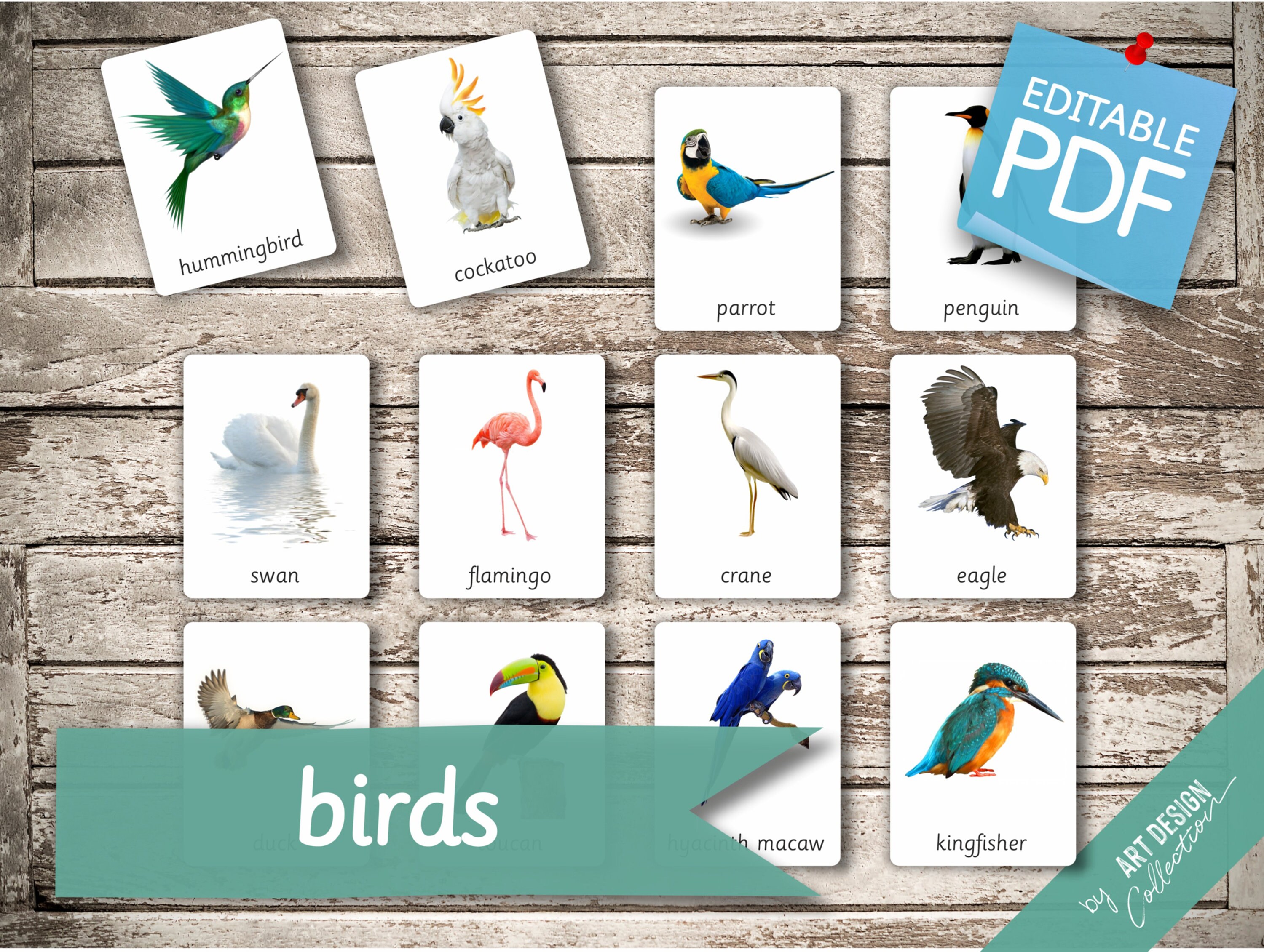 BIRDS real Pictures 30 Montessori Cards Flash Cards - Etsy
