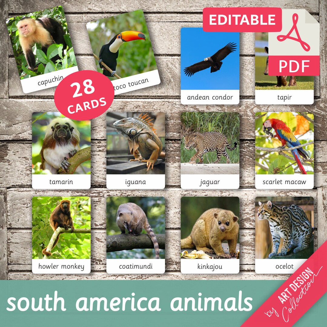 SOUTH AMERICA ANIMALS 28 Editable Montessori Cards Flash Cards ...