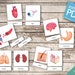 Human Organs 18 Editable Montessori Cards Flash Cards Nomenclature ...