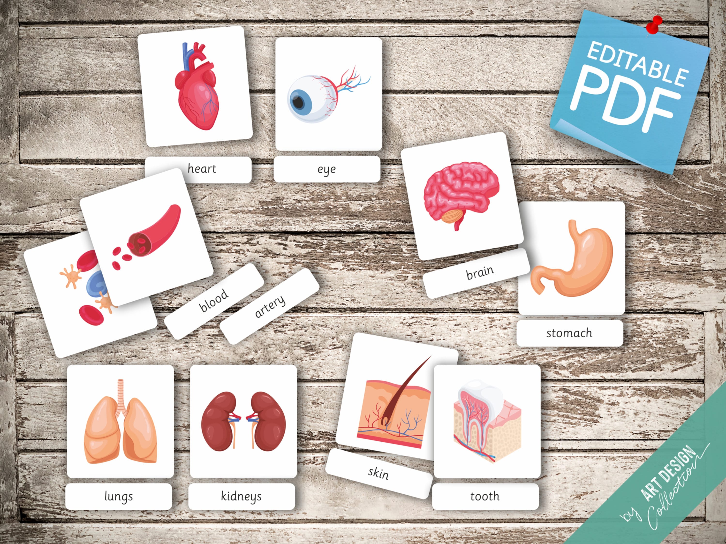 Human Organs 18 Editable Montessori Cards Flash Cards | Etsy New Zealand