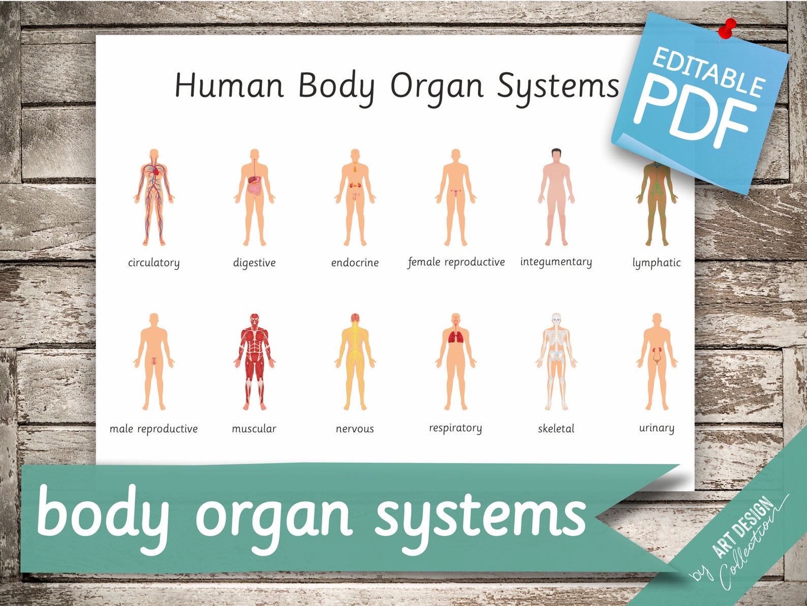 Human Body Organ System 14 Montessori Cards Flash Cards - Etsy