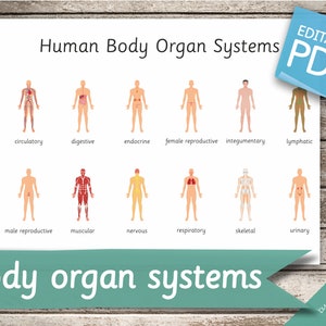 Human Body Organ System • 14 Montessori Cards • Flash Cards ...
