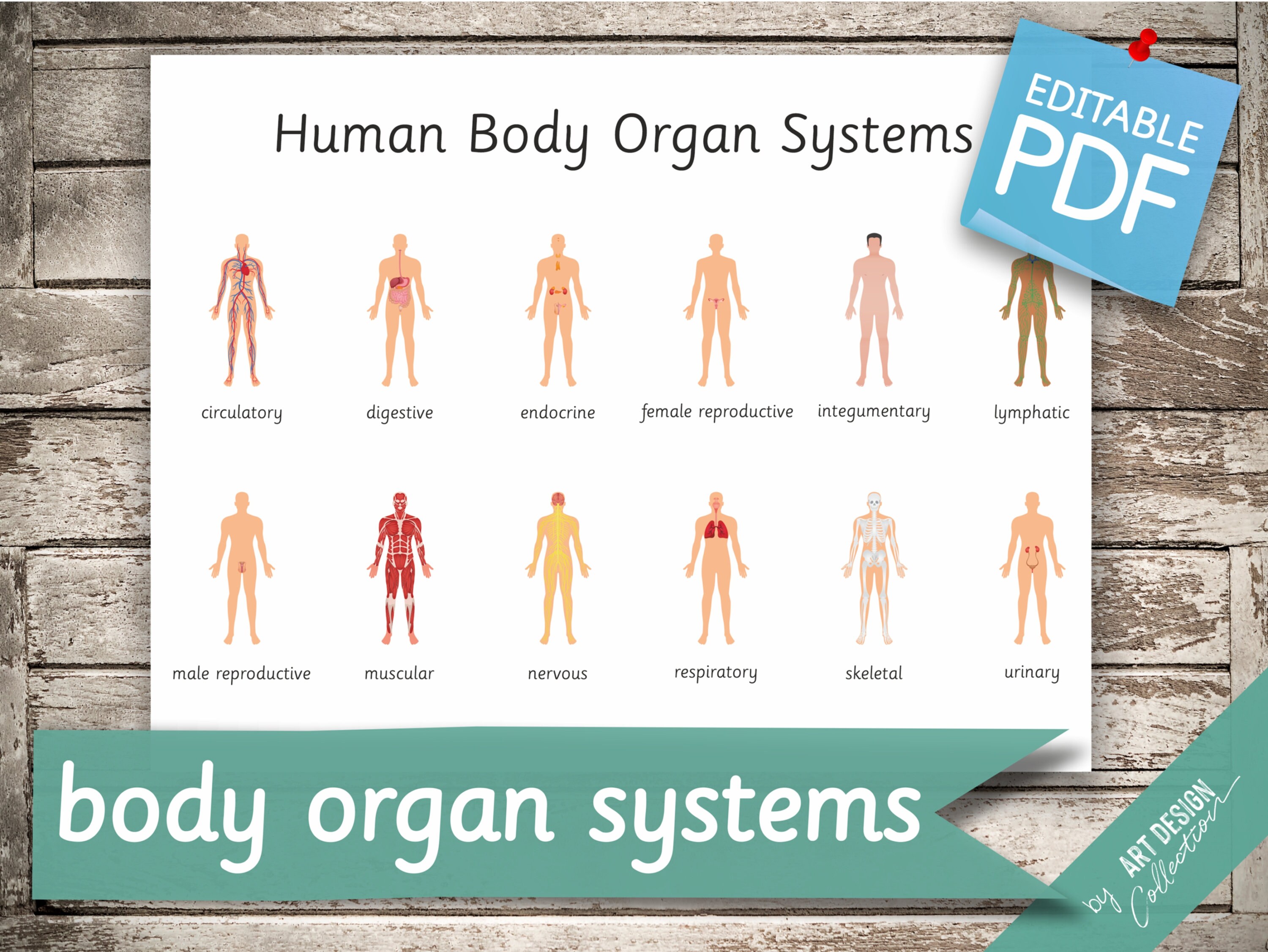 Human Body Organ System • 14 Montessori Cards • Flash Cards ...