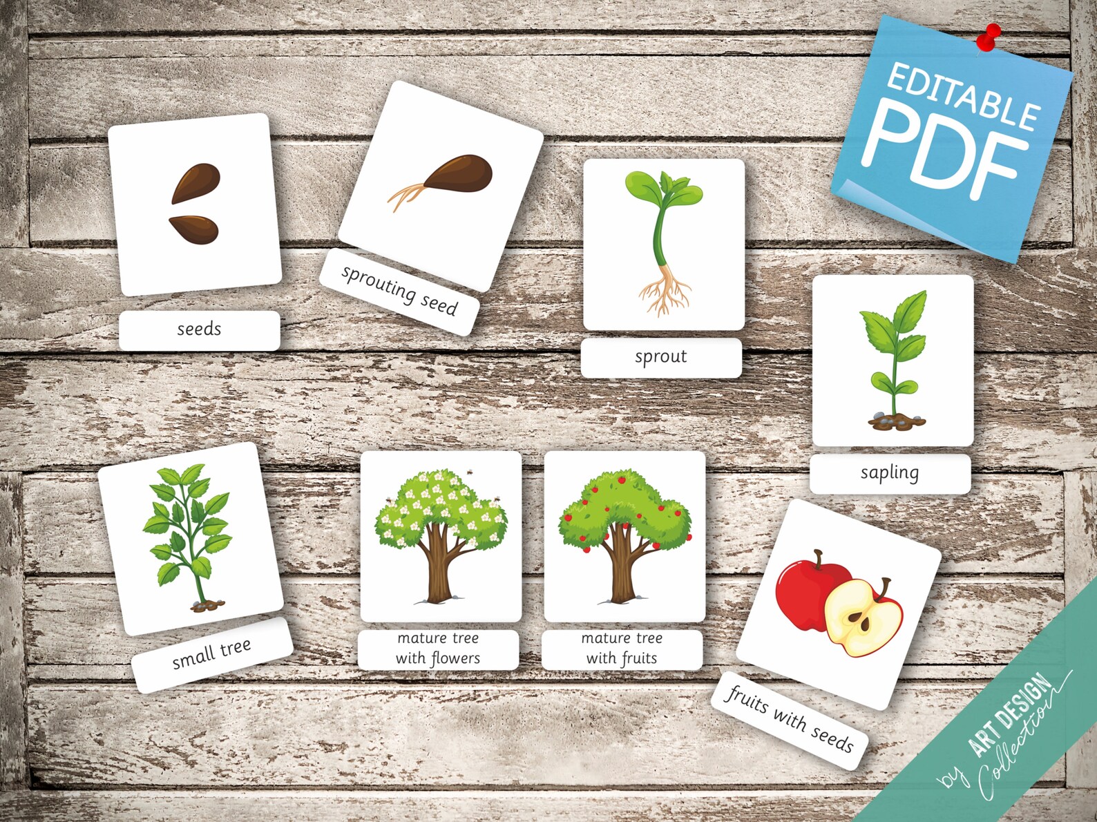 APPLE LIFE CYCLE • 10 Montessori Cards • Large Size A1 Flash Cards ...