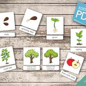 APPLE LIFE CYCLE • 10 Montessori Cards • Large Size A1 Flash Cards ...
