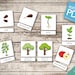 APPLE LIFE CYCLE 10 Montessori Cards Large Size A1 Flash Cards ...