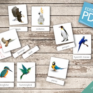 BIRDS (real Pictures) • 30 Montessori Cards • Flash Cards Nomenclature ...