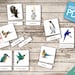 BIRDS real Pictures 30 Montessori Cards Flash Cards - Etsy
