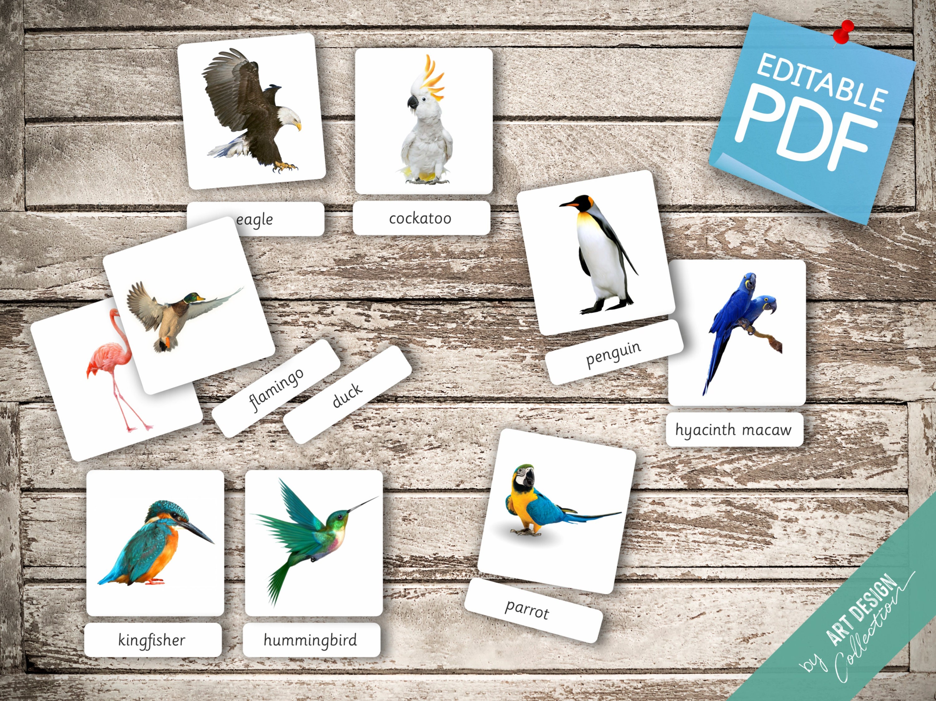 BIRDS real Pictures 30 Montessori Cards Flash Cards - Etsy