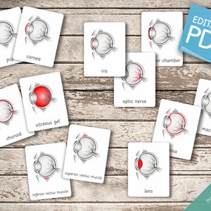 EYE ANATOMY • 15 Editable Montessori Cards • Flash Cards Nomenclature ...
