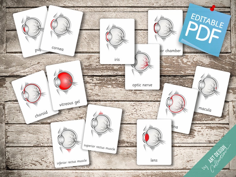 EYE ANATOMY • 15 Editable Montessori Cards • Flash Cards Nomenclature ...