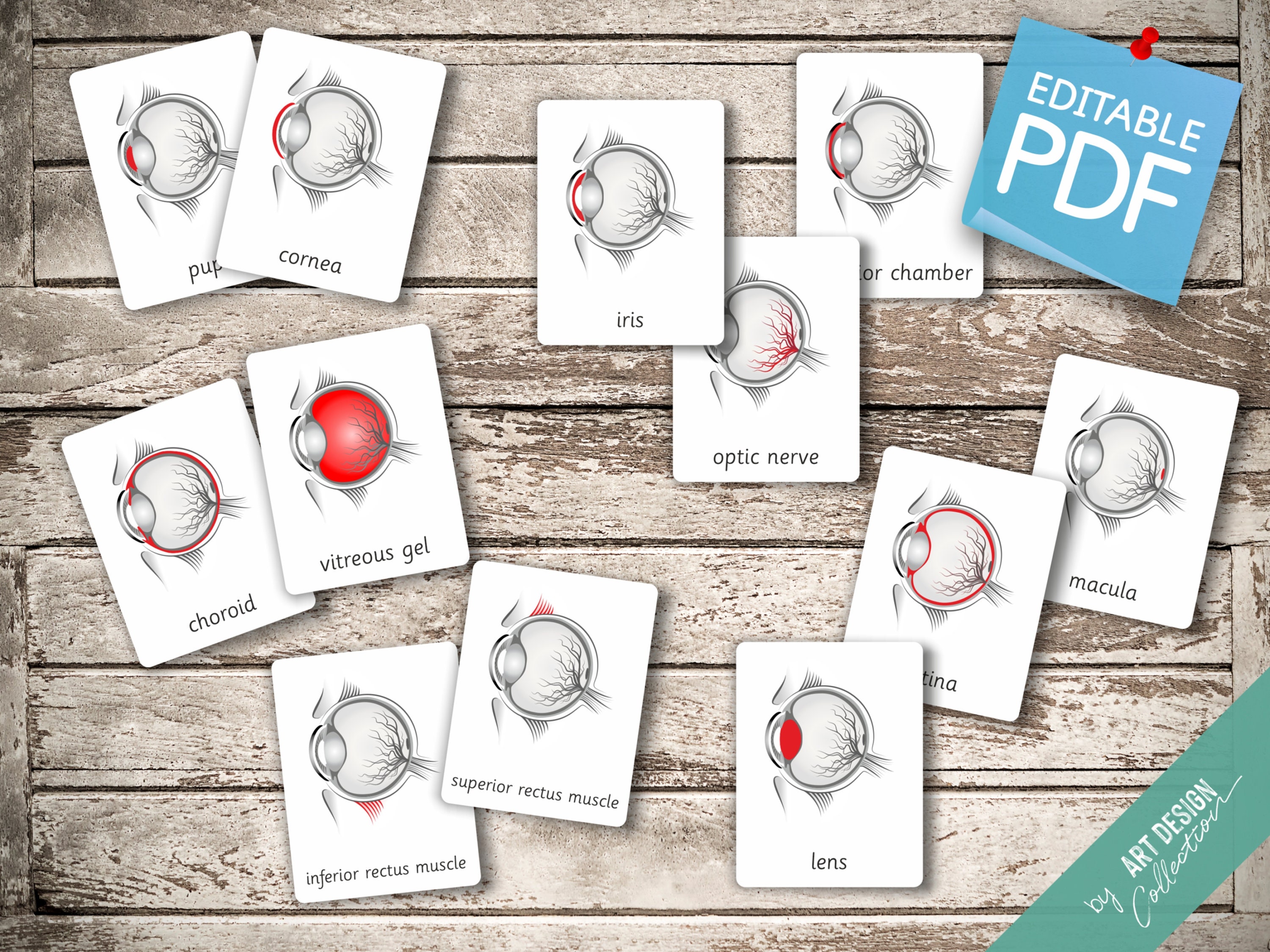 EYE ANATOMY 15 Editable Montessori Cards Flash Cards | Etsy