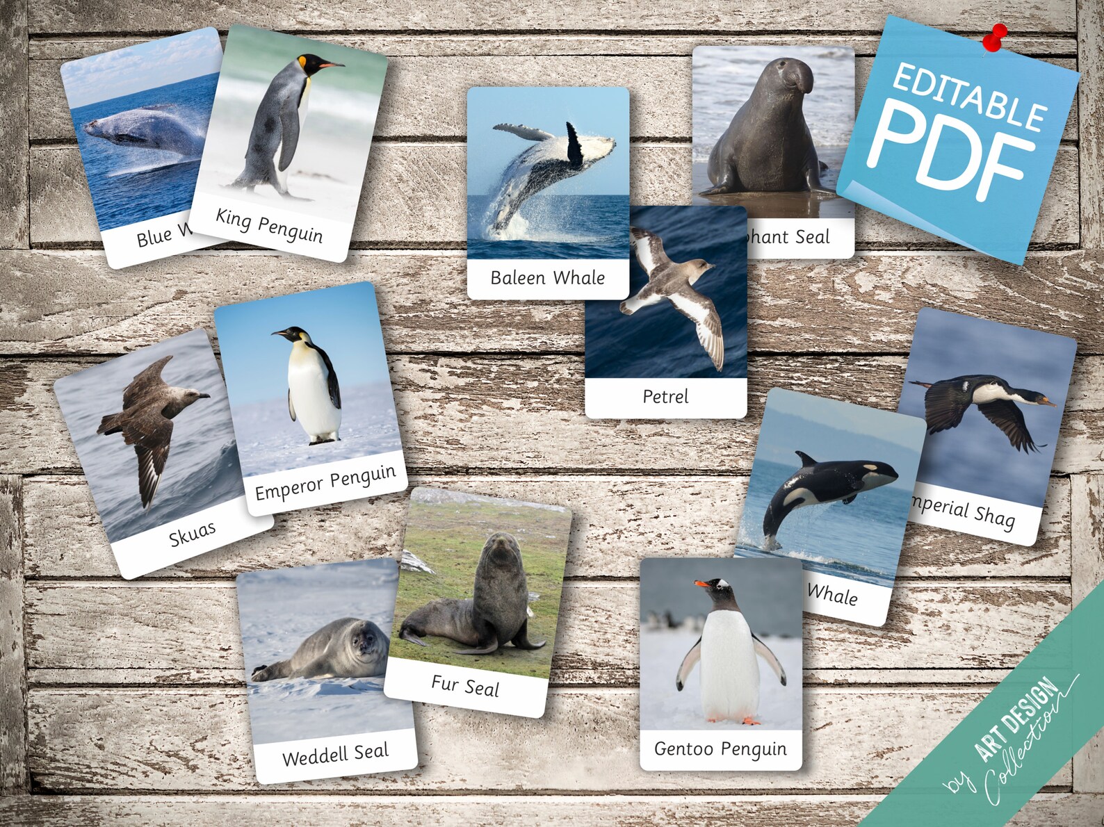 ANTARCTIC ANIMALS • 24 Editable Montessori Cards • Flash Cards ...