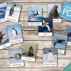 ANTARCTIC ANIMALS • 24 Editable Montessori Cards • Flash Cards ...