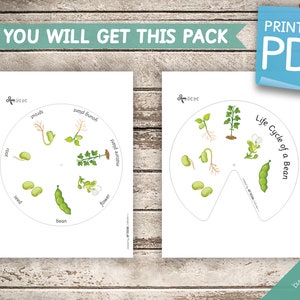 LIFE CYCLE of a BEAN Wheel • Montessori Busy Book Activity Nomenclature ...