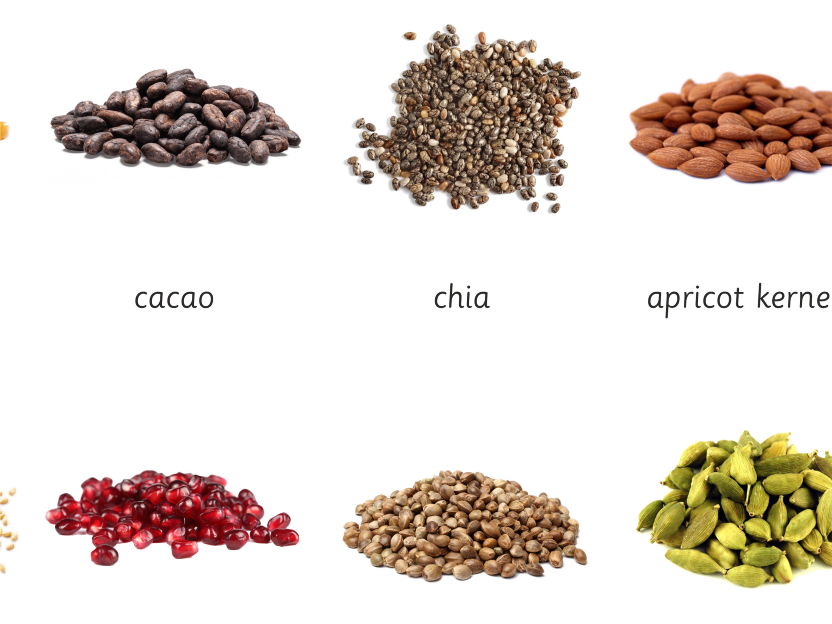 SEEDS POSTER Montessori Poster Montessori Educational - Etsy