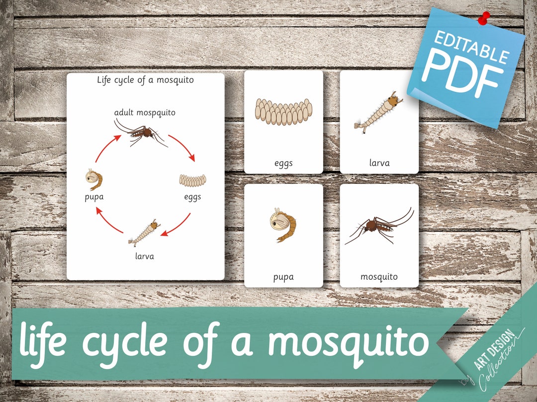 LIFE CYCLE of a MOSQUITO • 5 Editable Montessori Cards • Flash Cards ...