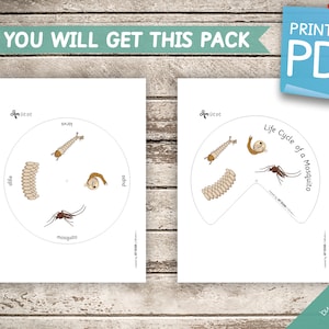 LIFE CYCLE of a MOSQUITO Wheel • Montessori Busy Book Activity ...