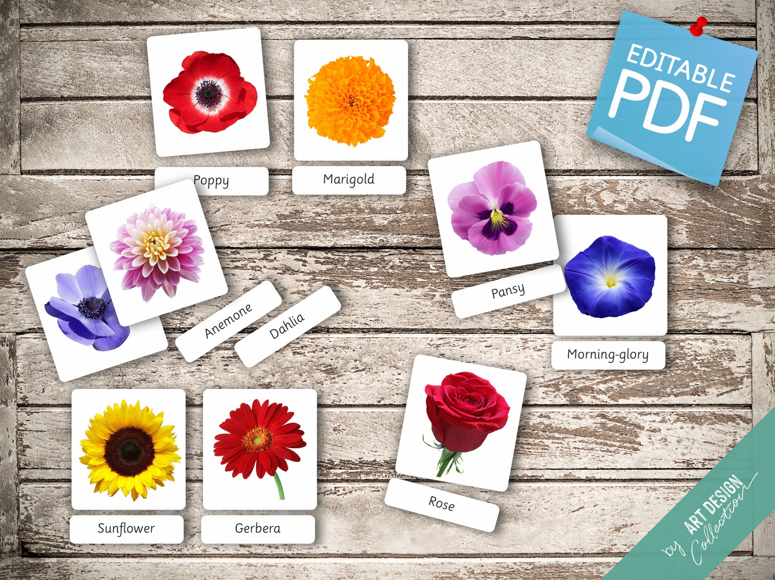 FLOWERS real Pictures 48 Editable Montessori Cards Flash - Etsy