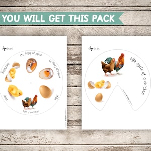 LIFE CYCLE of a CHICKEN Wheel • Montessori Busy Book Activity ...