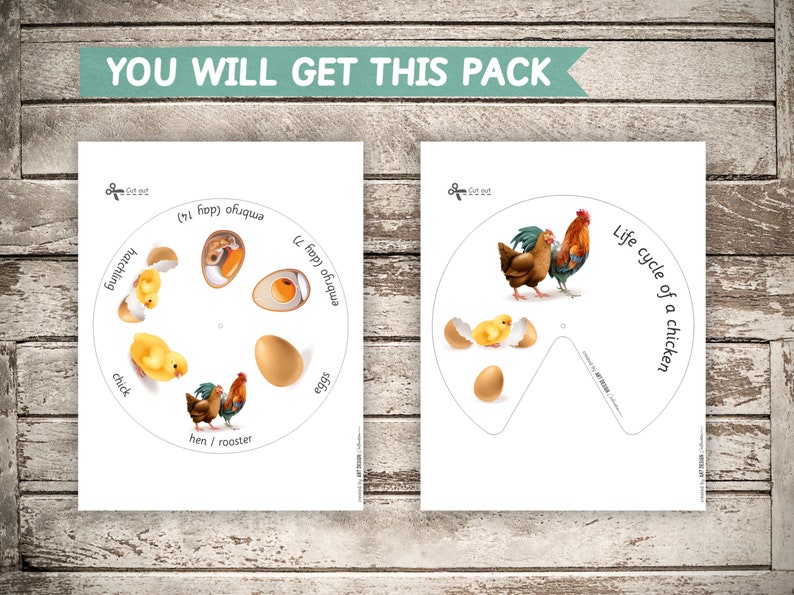 LIFE CYCLE of a CHICKEN Wheel Montessori Busy Book Activity - Etsy