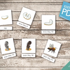 LIFE CYCLE of a HONEYBEE • 7 Montessori Cards • Flash Cards ...