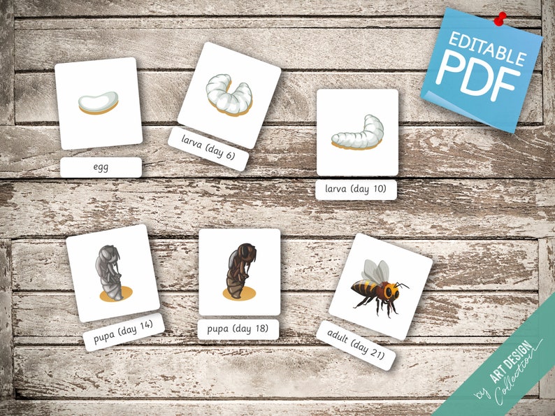 LIFE CYCLE of a HONEYBEE • 7 Montessori Cards • Flash Cards ...