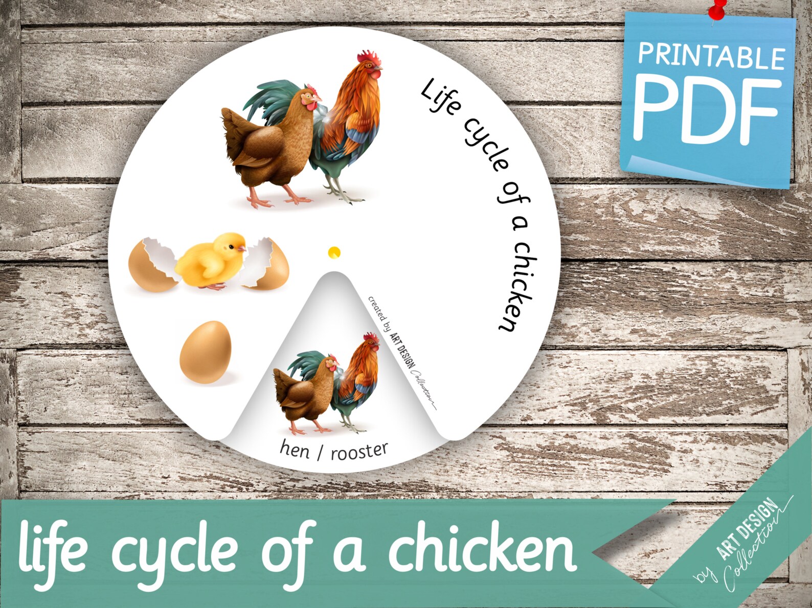 LIFE CYCLE of a CHICKEN Wheel Montessori Busy Book Activity - Etsy