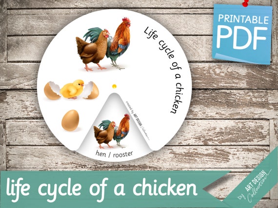 LIFE CYCLE of a CHICKEN Wheel Montessori Busy Book Activity - Etsy