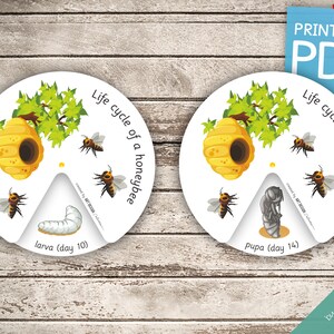 LIFE CYCLE of a HONEYBEE Wheel • Montessori Busy Book Activity ...