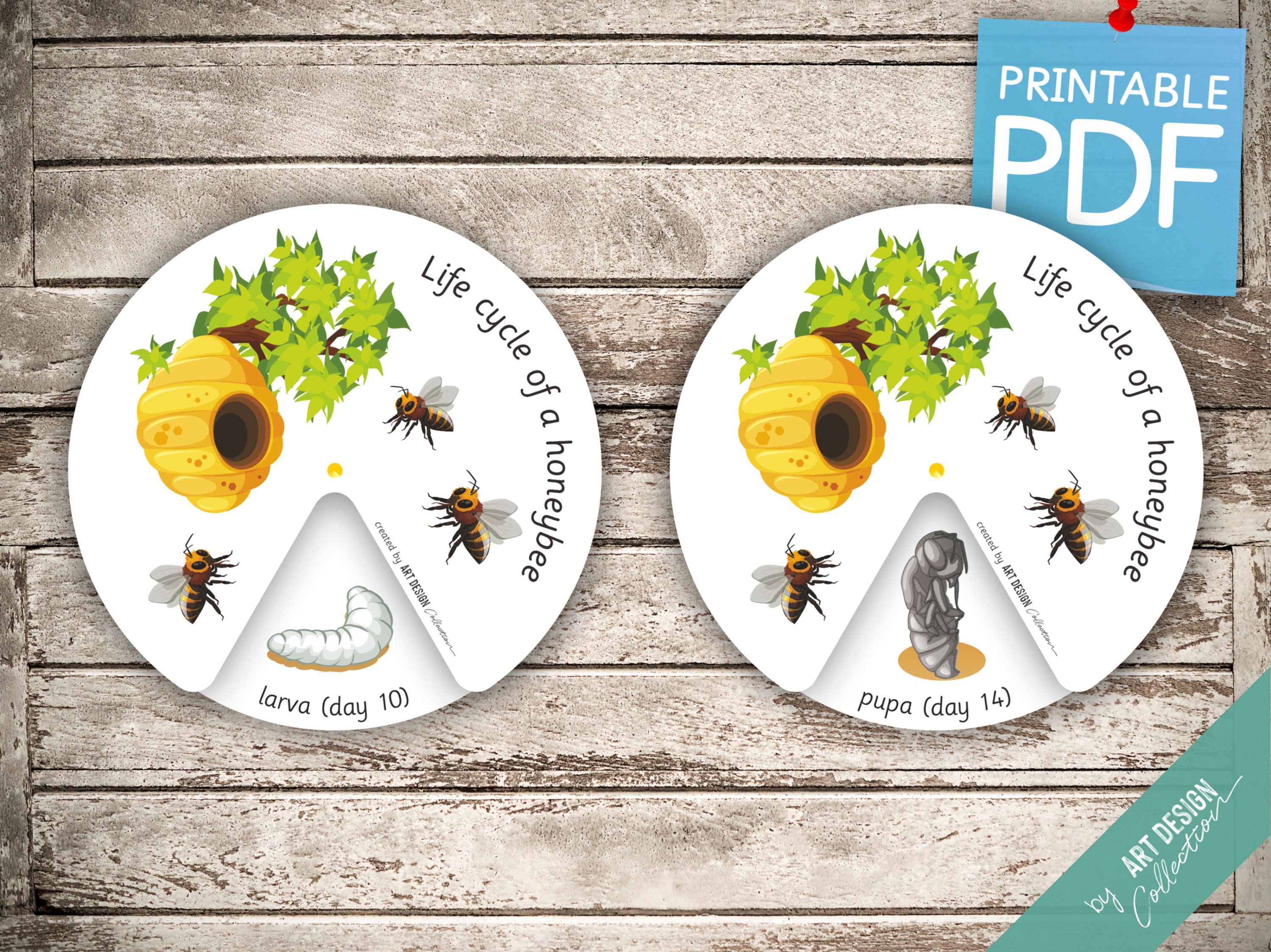 LIFE CYCLE of a HONEYBEE Wheel Montessori Busy Book Activity - Etsy