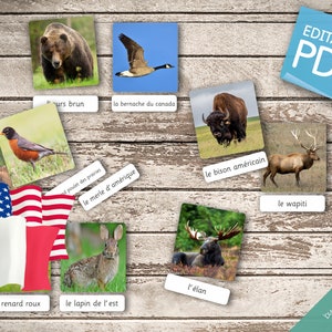 NORTH AMERICA ANIMALS French Edition • 28 French and 28 English ...