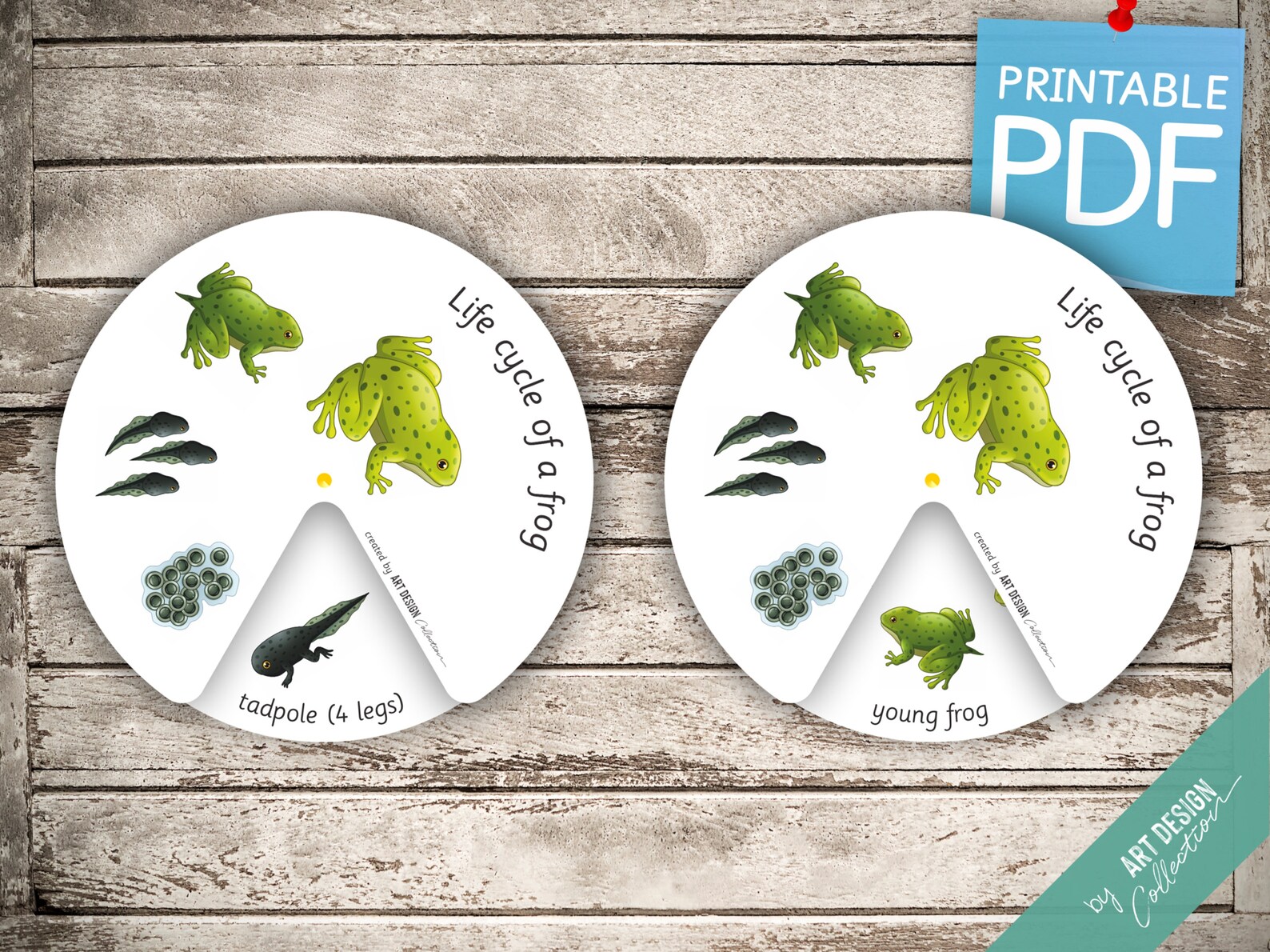 LIFE CYCLE of a FROG Wheel Montessori Busy Book Activity Nomenclature ...