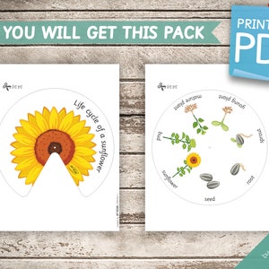 LIFE CYCLE of a SUNFLOWER Wheel • Montessori Busy Book Activity ...