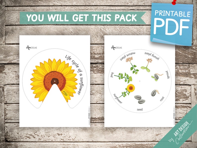 LIFE CYCLE of a SUNFLOWER Wheel Montessori Busy Book - Etsy