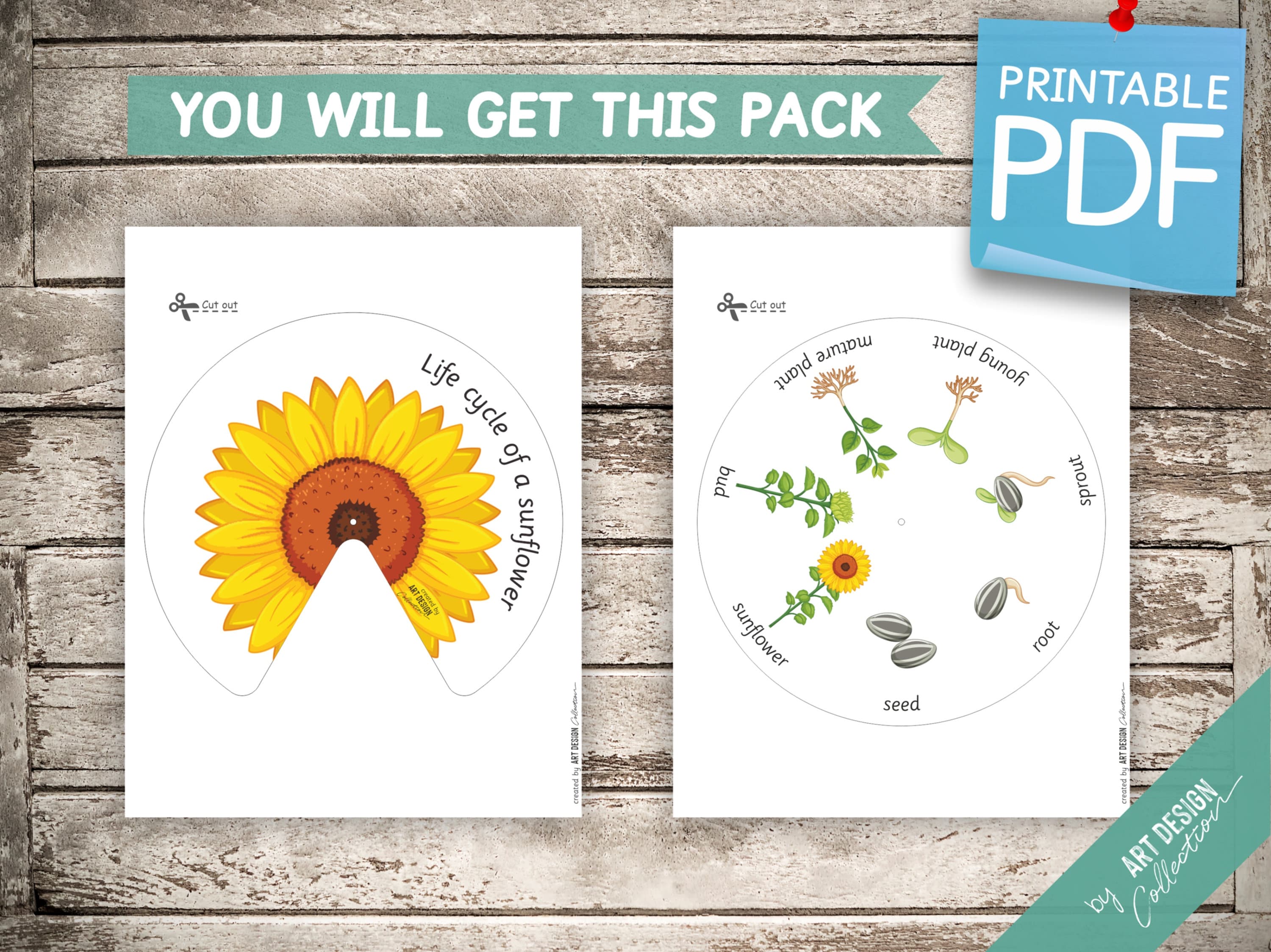 LIFE CYCLE of a SUNFLOWER Wheel Montessori Busy Book - Etsy