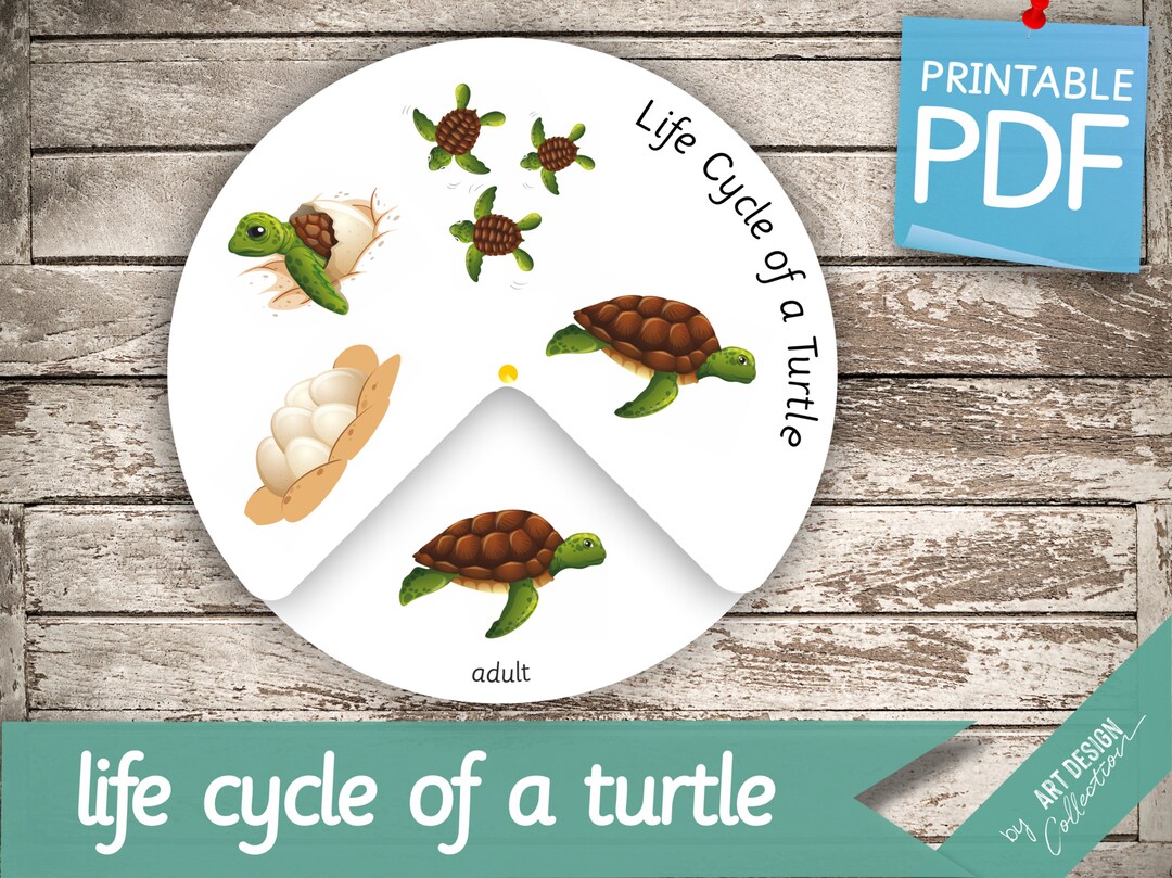 LIFE CYCLE of a TURTLE Wheel • Montessori Busy Book Activity ...