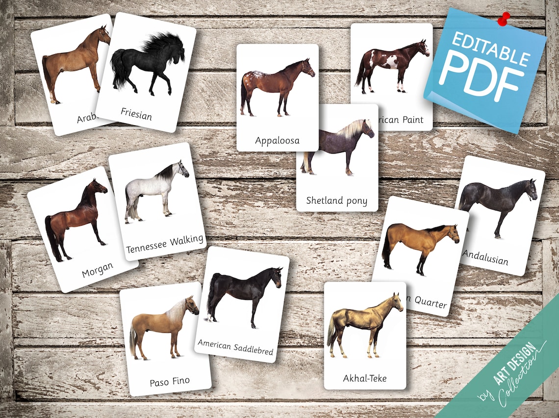 HORSES 27 Editable Montessori Cards Flash Cards - Etsy