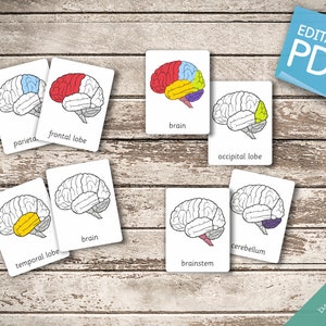 HUMAN BRAIN (brain Parts - Brain Functions) • 32 Editable Montessori ...