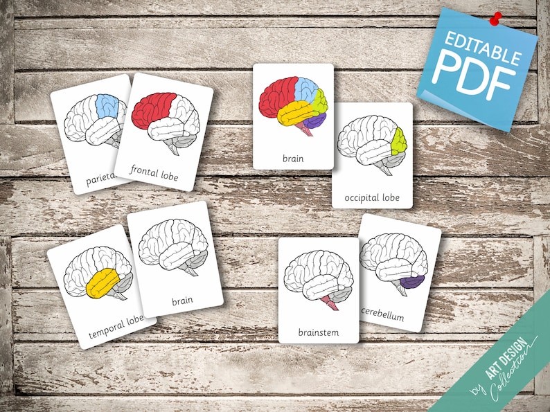 HUMAN BRAIN (brain Parts - Brain Functions) • 32 Editable Montessori ...