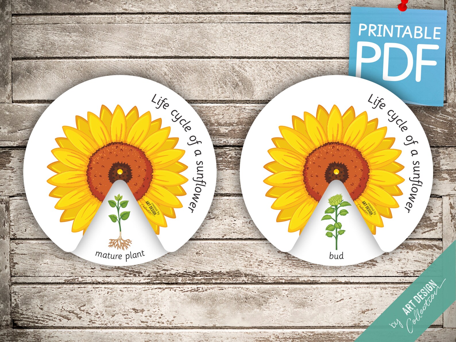 LIFE CYCLE of a SUNFLOWER Wheel Montessori Busy Book - Etsy