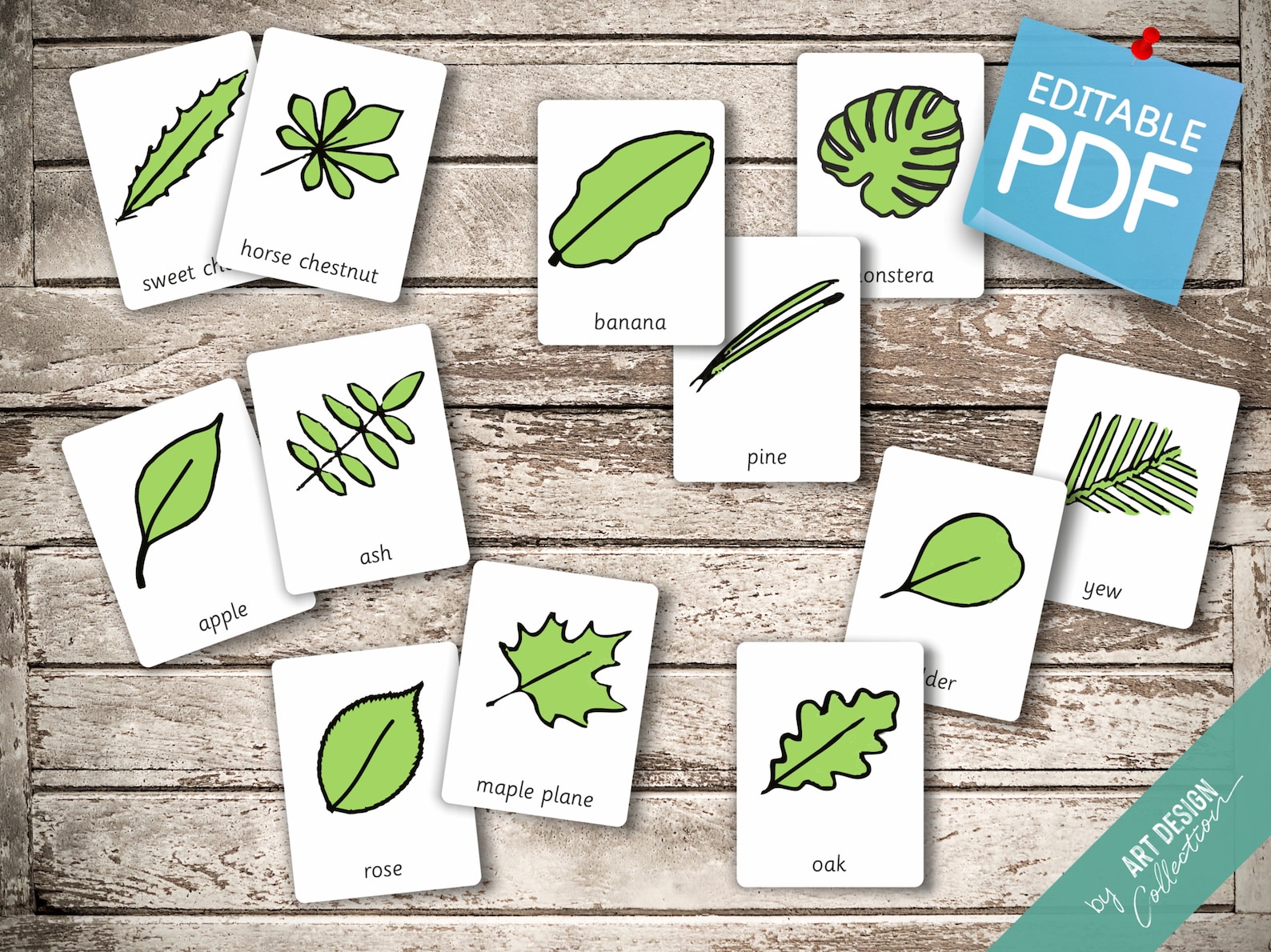 PLANT LEAVES 32 Editable Montessori Cards Flash Cards - Etsy