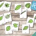 PLANT LEAVES 32 Editable Montessori Cards Flash Cards Nomenclature ...