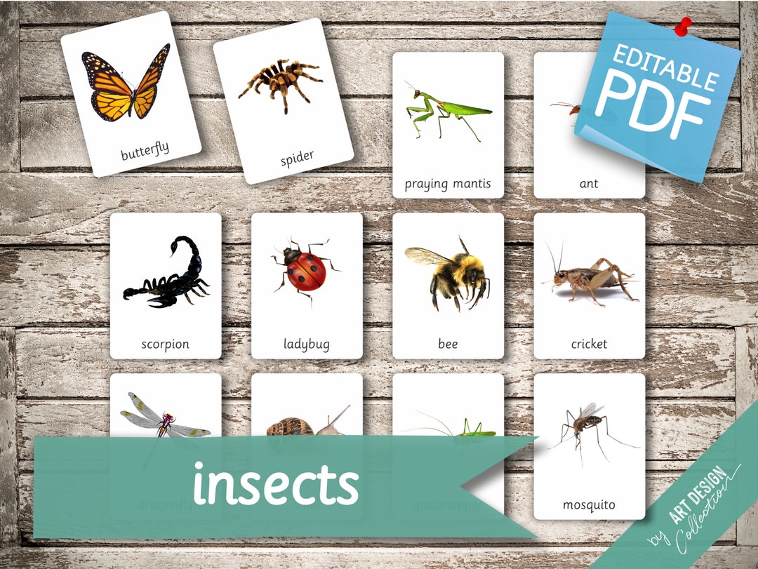 INSECTS 22 Editable Montessori Cards Flash Cards Nomenclature ...