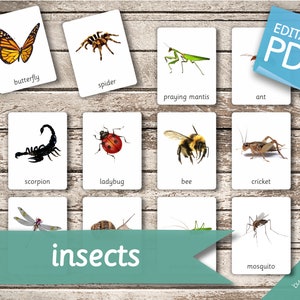 INSECTS • 22 Editable Montessori Cards • Flash Cards Nomenclature ...